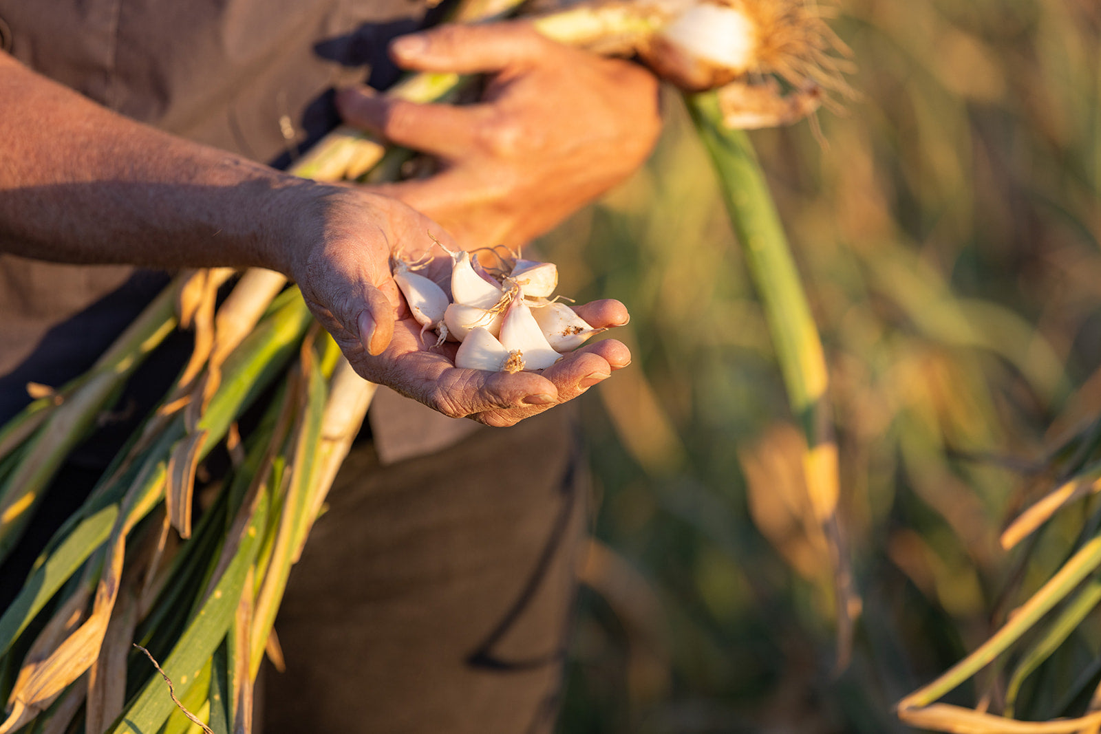 Organic Australian Garlic Loose | 100% Australian Grown Garlic