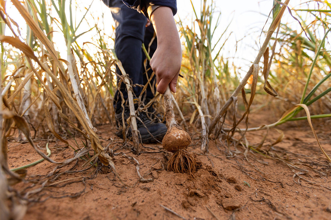 Buy Garlic Cloves Online | Australian Garlic