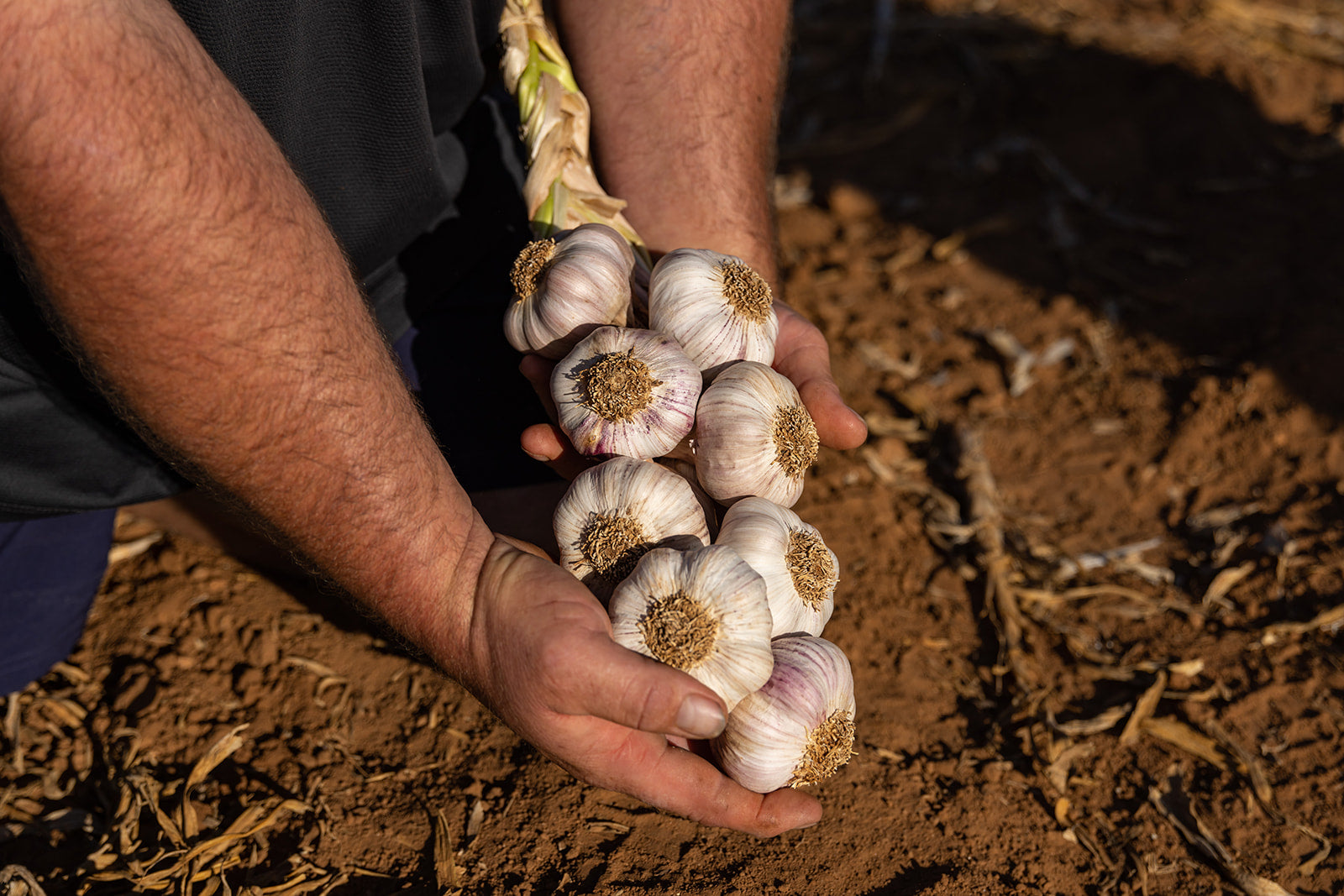 Garlic History – Australian Garlic