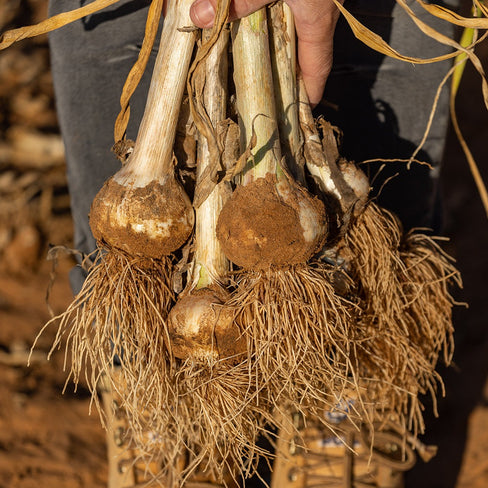 Buy Australian Garlic for Sale Online | Garlic Supplement Australia