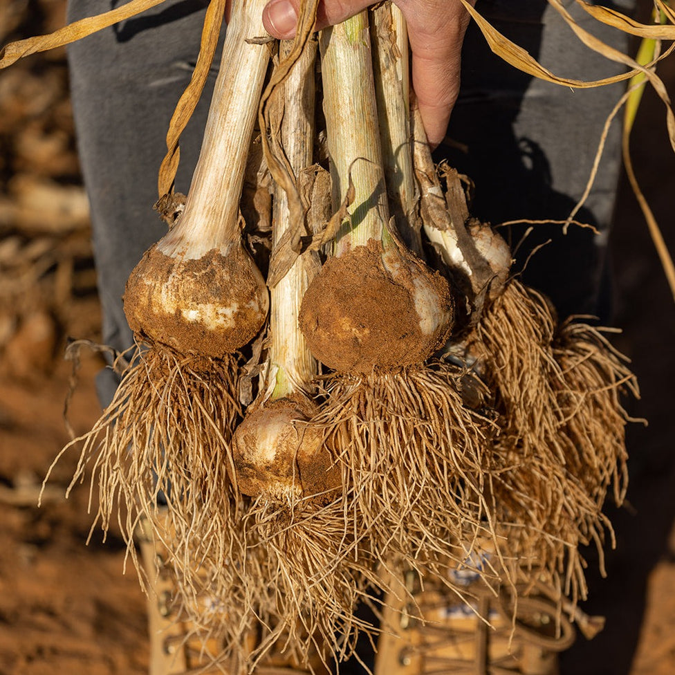 Buy Australian Garlic for Sale Online | Garlic Supplement Australia