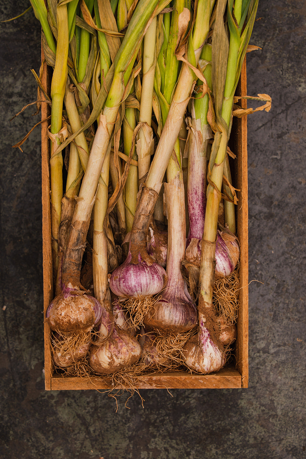 Who We Are – Australian Garlic