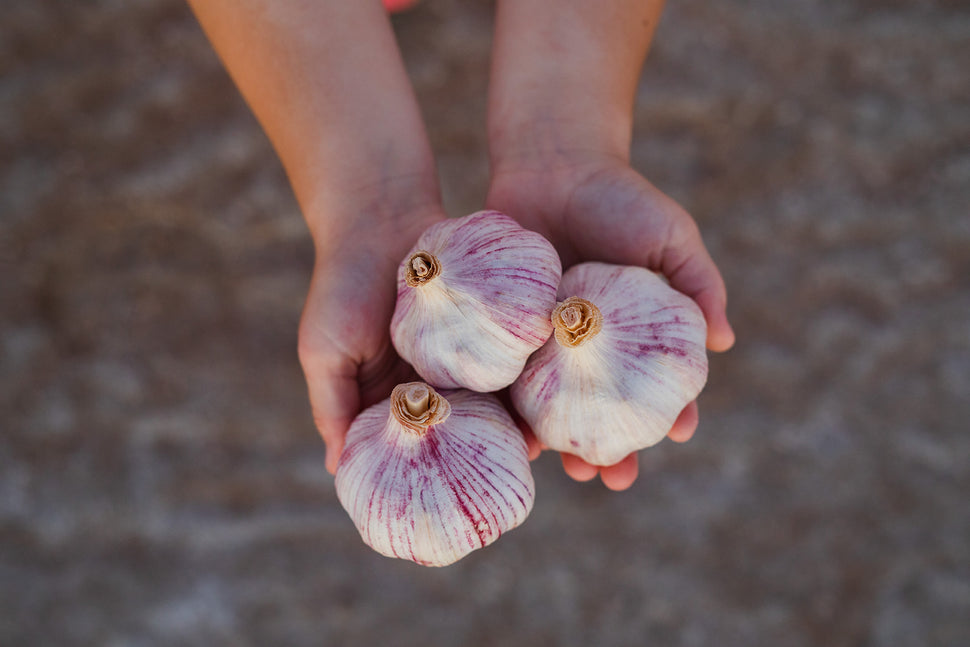 Buy Australian Garlic for Sale Online | Garlic Supplement Australia