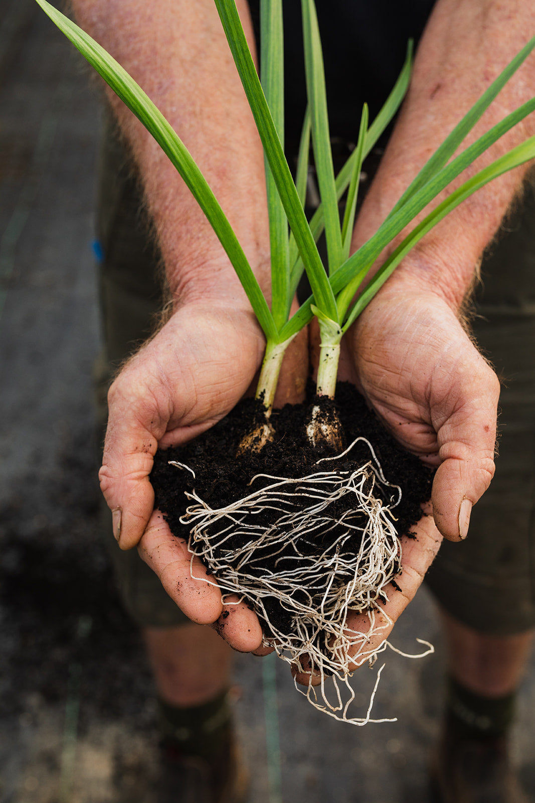 Garlic History – Australian Garlic