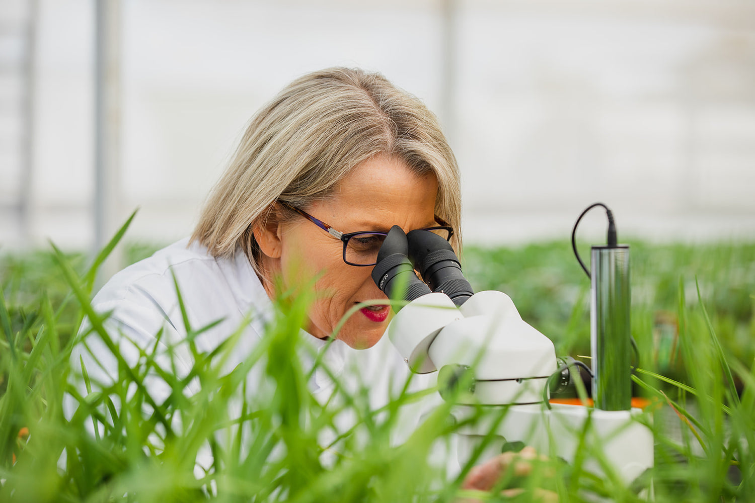 Garlic History – Australian Garlic