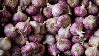 Who We Are – Australian Garlic
