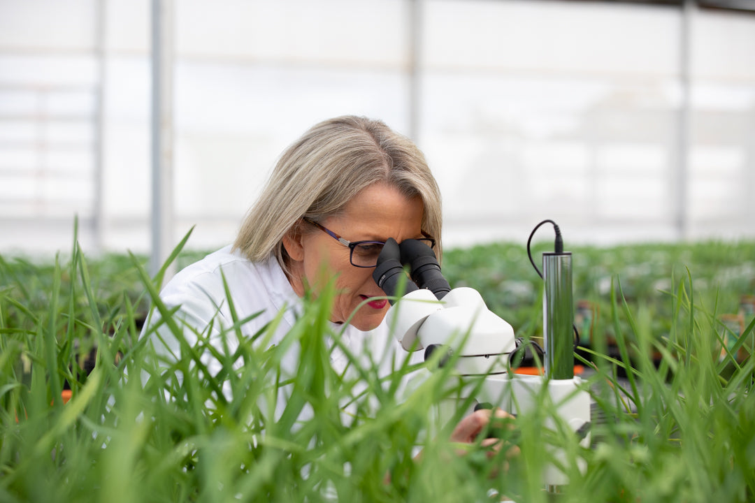 Certifications – Australian Garlic